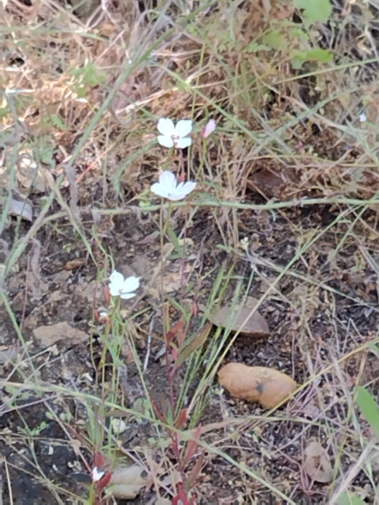 Clarkias from Hidden Valley, CA 91361, USA on May 8, 2023 at 11:50 AM ...