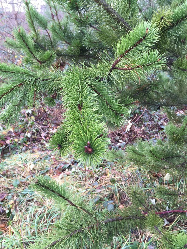Shore Pine (Pinus contorta contorta) - Botanical Realm