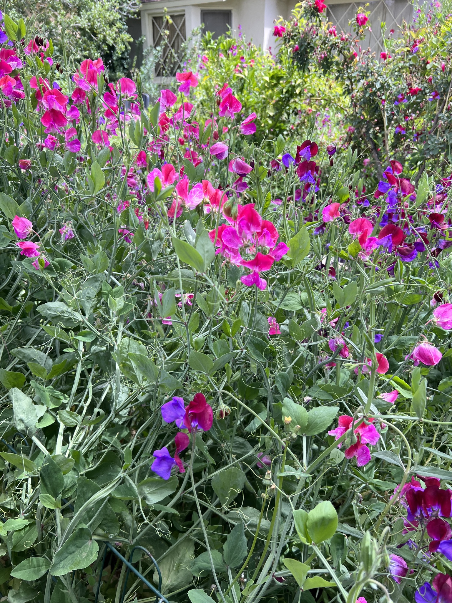 Lathyrus odoratus L.