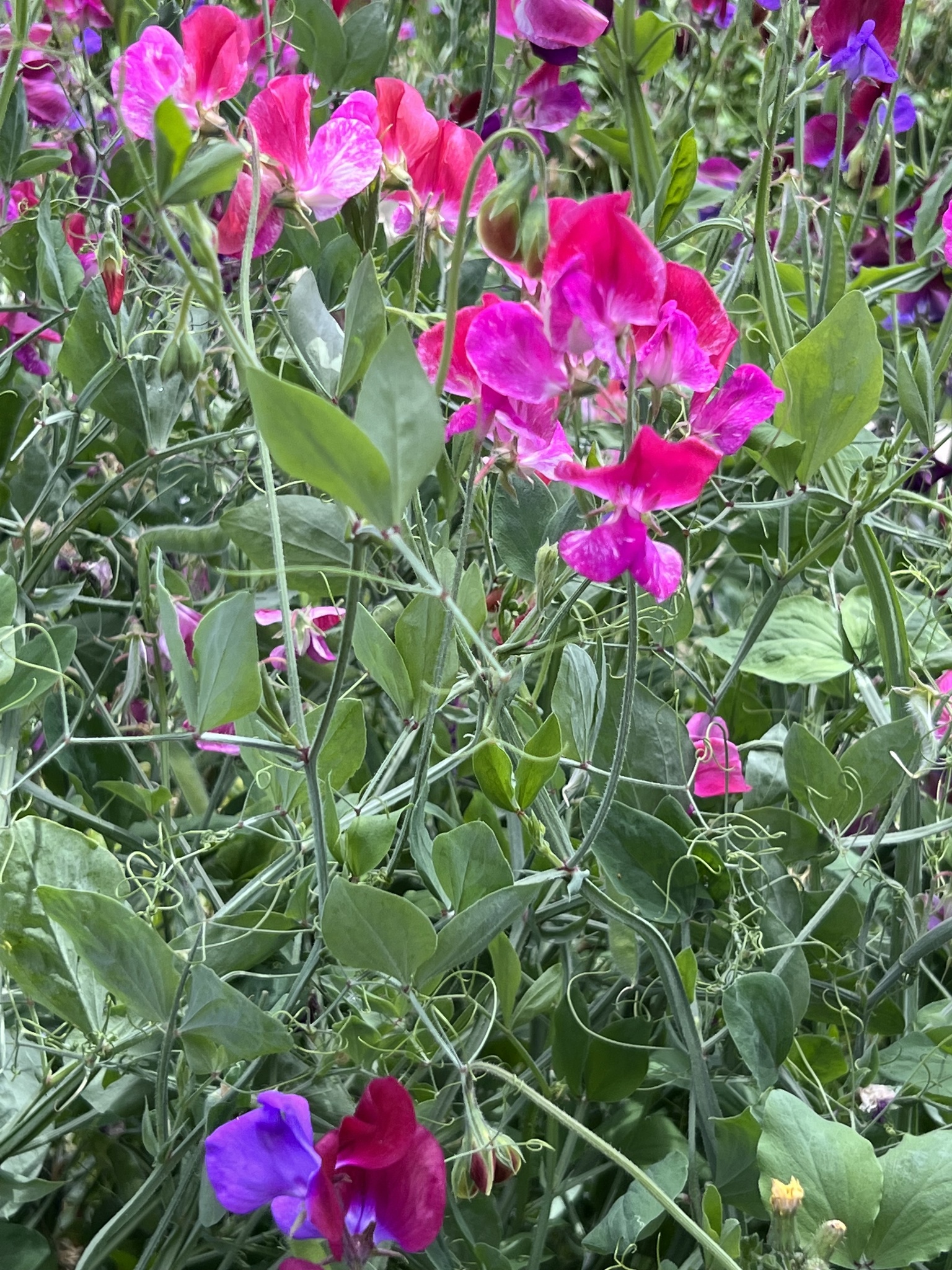 Lathyrus odoratus L.