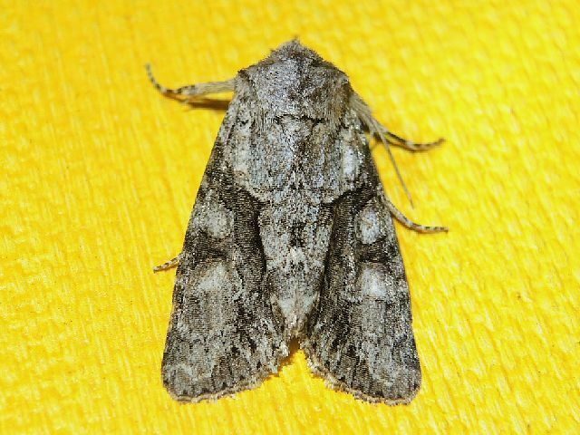 Distinct Quaker in May 2023 by privatenoaccess · iNaturalist