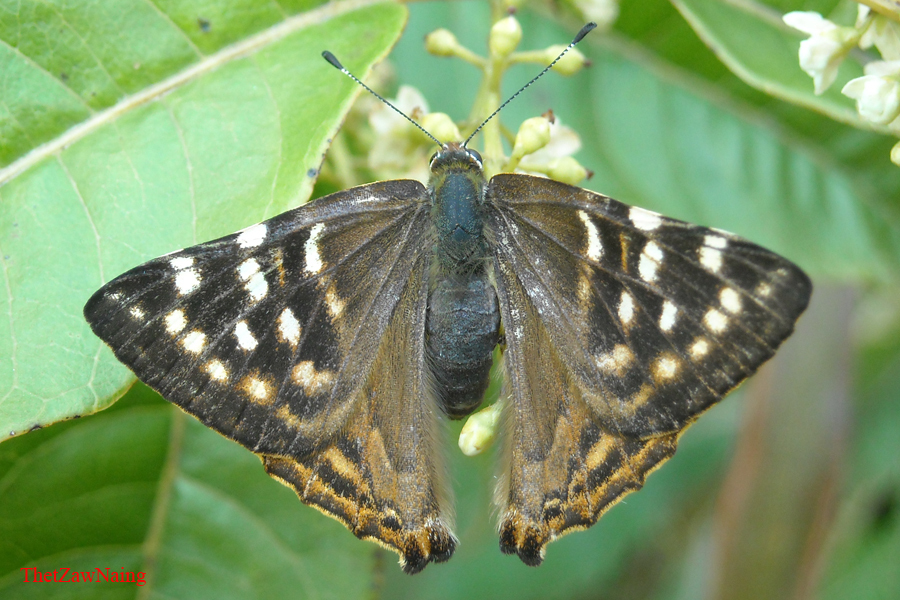 lesser Punch from Putao, Myanmar (Burma) on March 5, 2009 at 11:09 AM ...