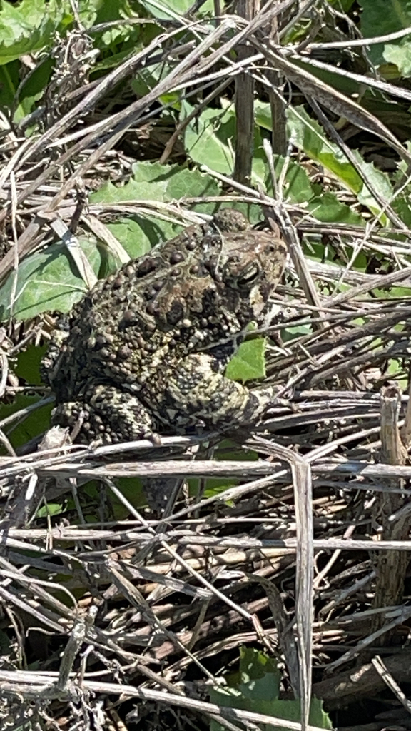 American Toad from Sac County, US-IA, US on May 08, 2023 at 02:59 PM by ...