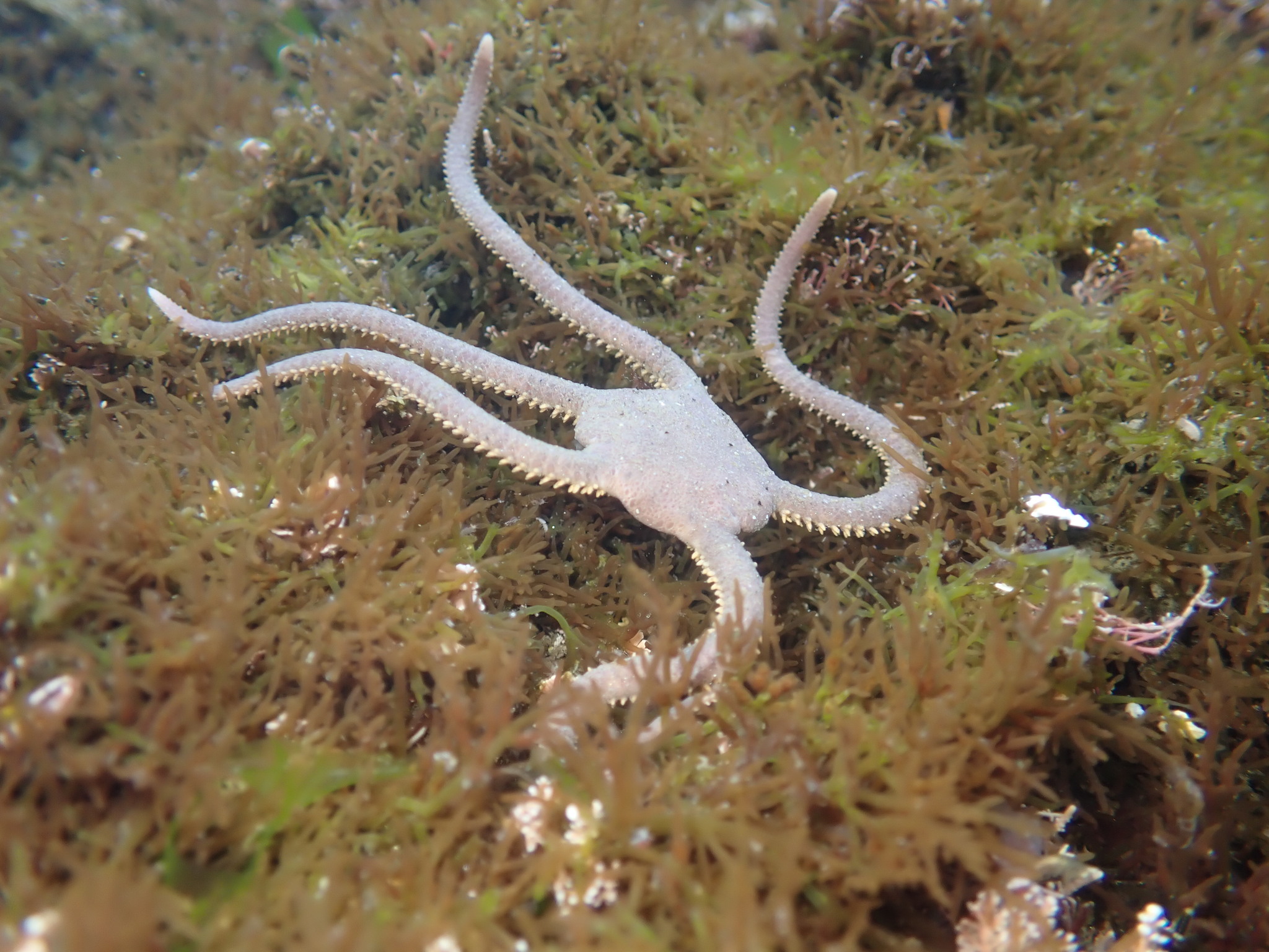 Ophioplocus Lyman, 1861