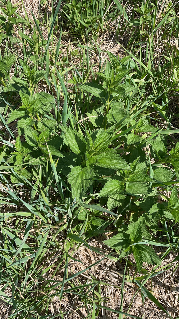 great stinging nettle from Lake View on May 08, 2023 at 03:07 PM by ...