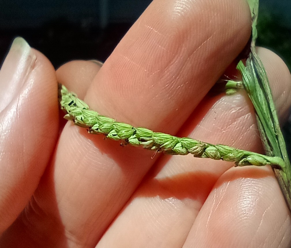 Paspalum pubiflorum Rupr. ex E.Fourn.