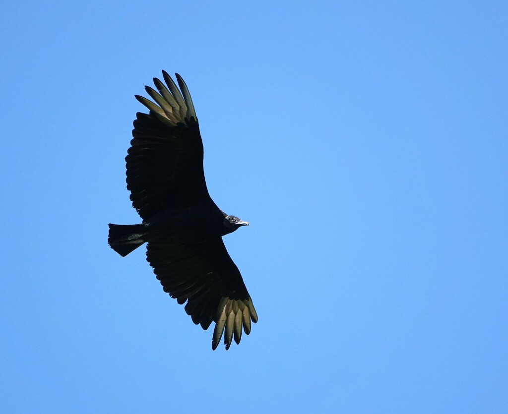 Black Vulture from East Rock, New Haven, CT, USA on May 07, 2023 at 10: ...