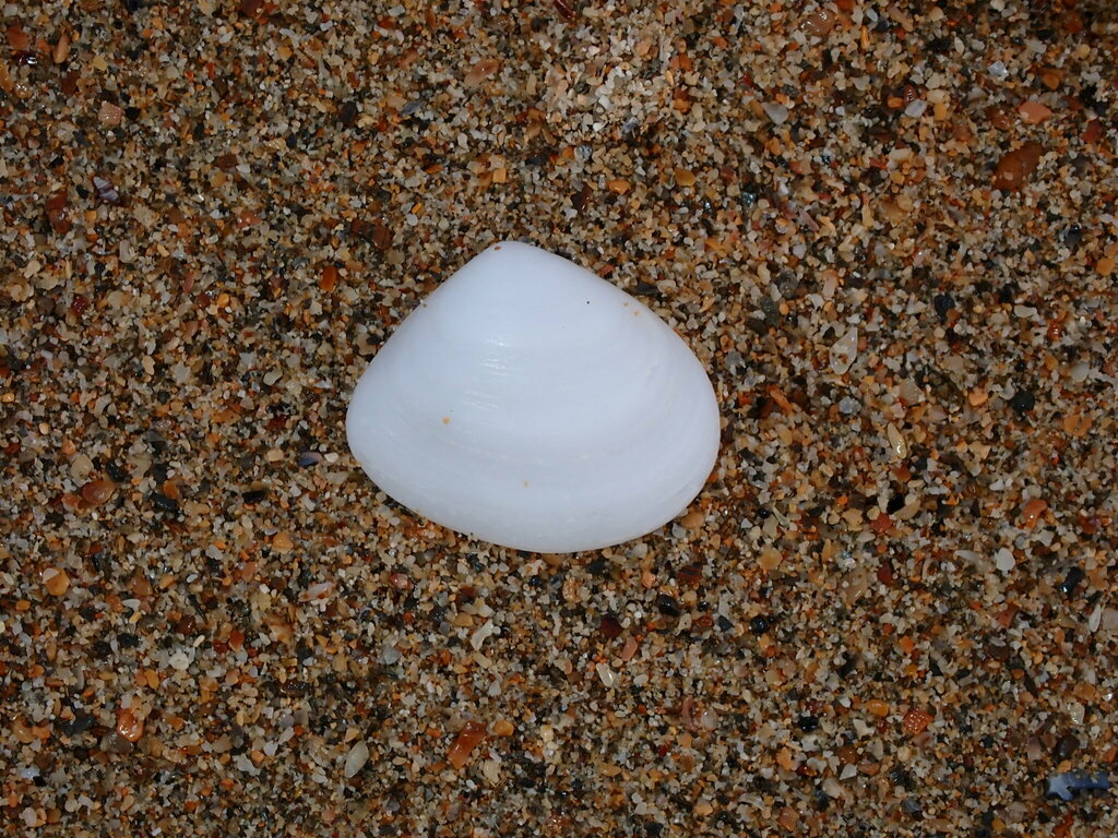 Striated Little Trough Shell from Point Vernon QLD 4655, Australia on ...