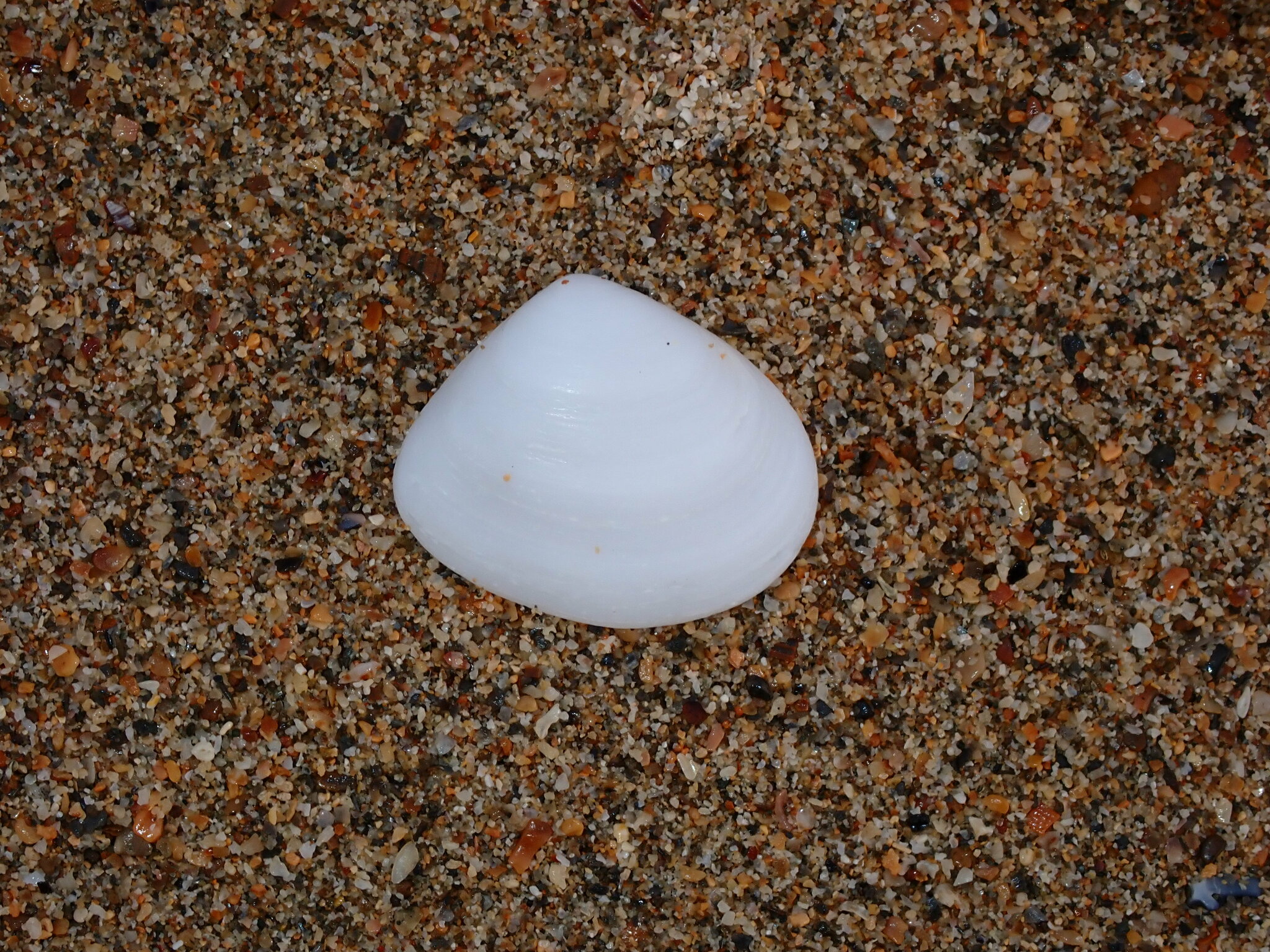 Atactodea striata (Gmelin, 1791)