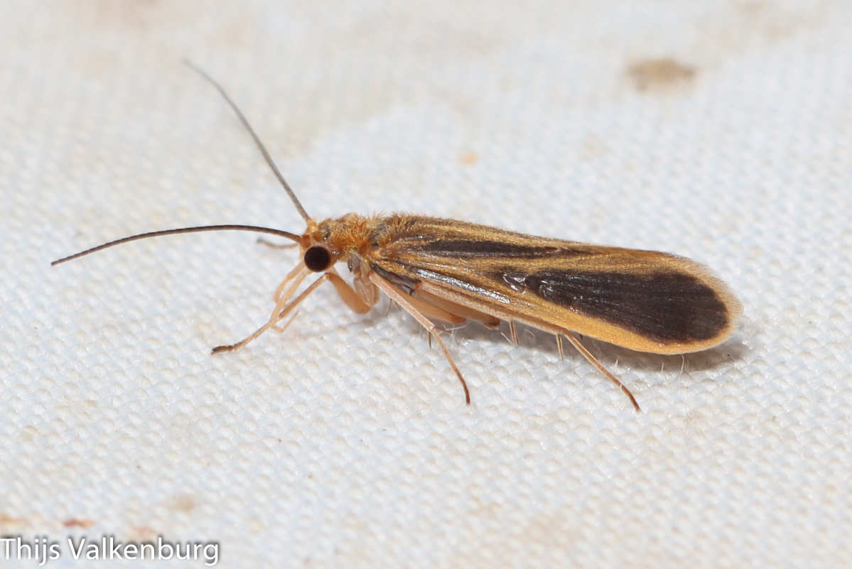 Philopotamidae