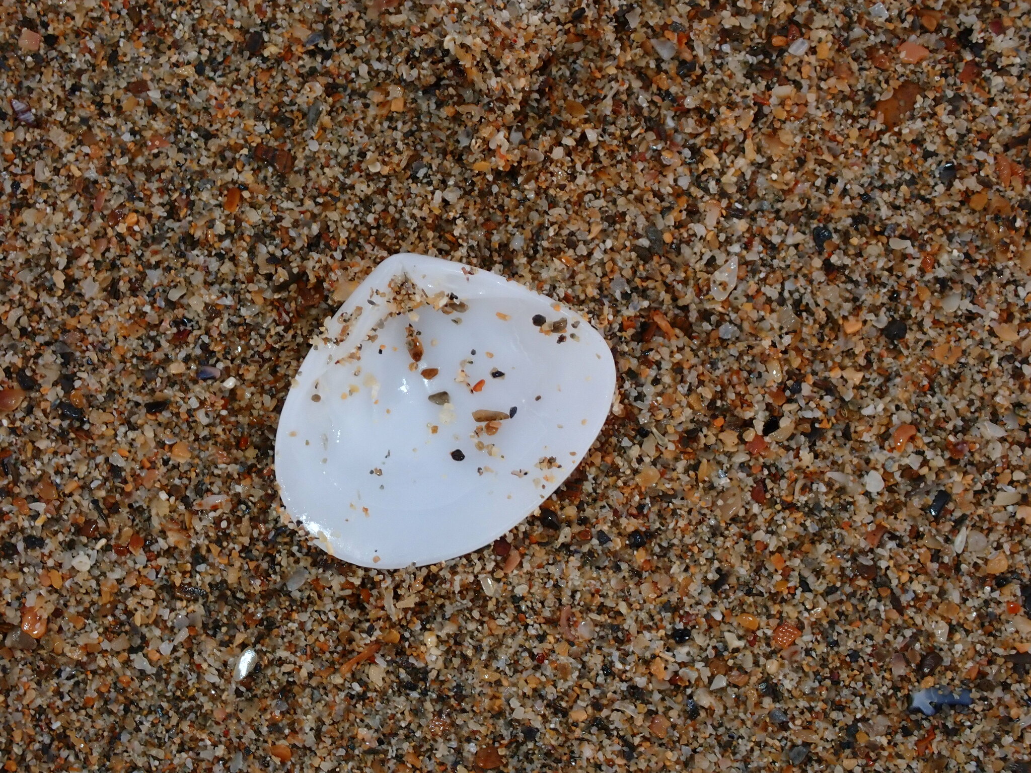 Atactodea striata (Gmelin, 1791)