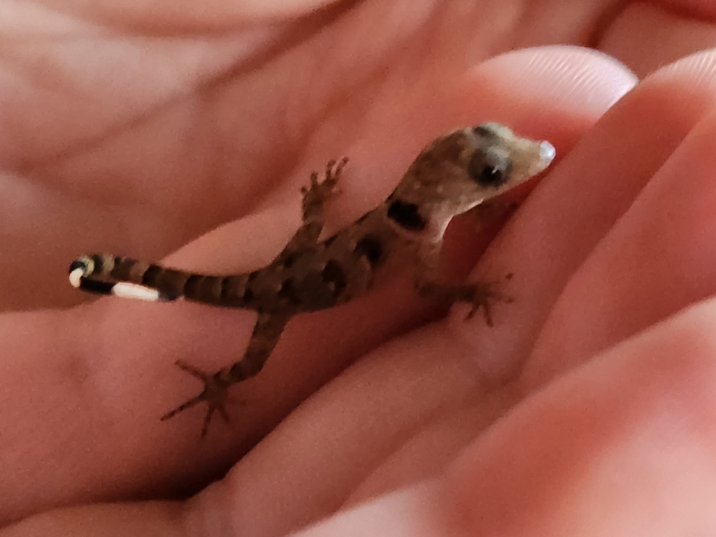 Brilliant South American Gecko from Verdant Vale on December 4, 2022 at ...