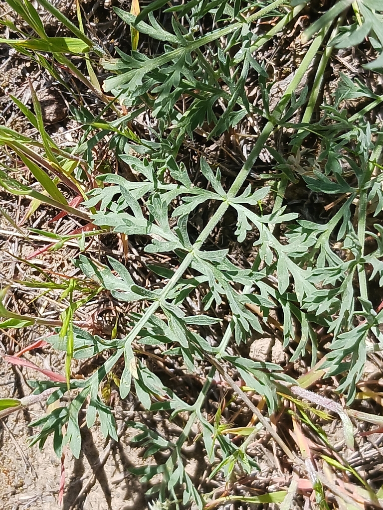 bigseed biscuitroot from Moses Lake, WA 98837, USA on May 8, 2023 at 12 ...