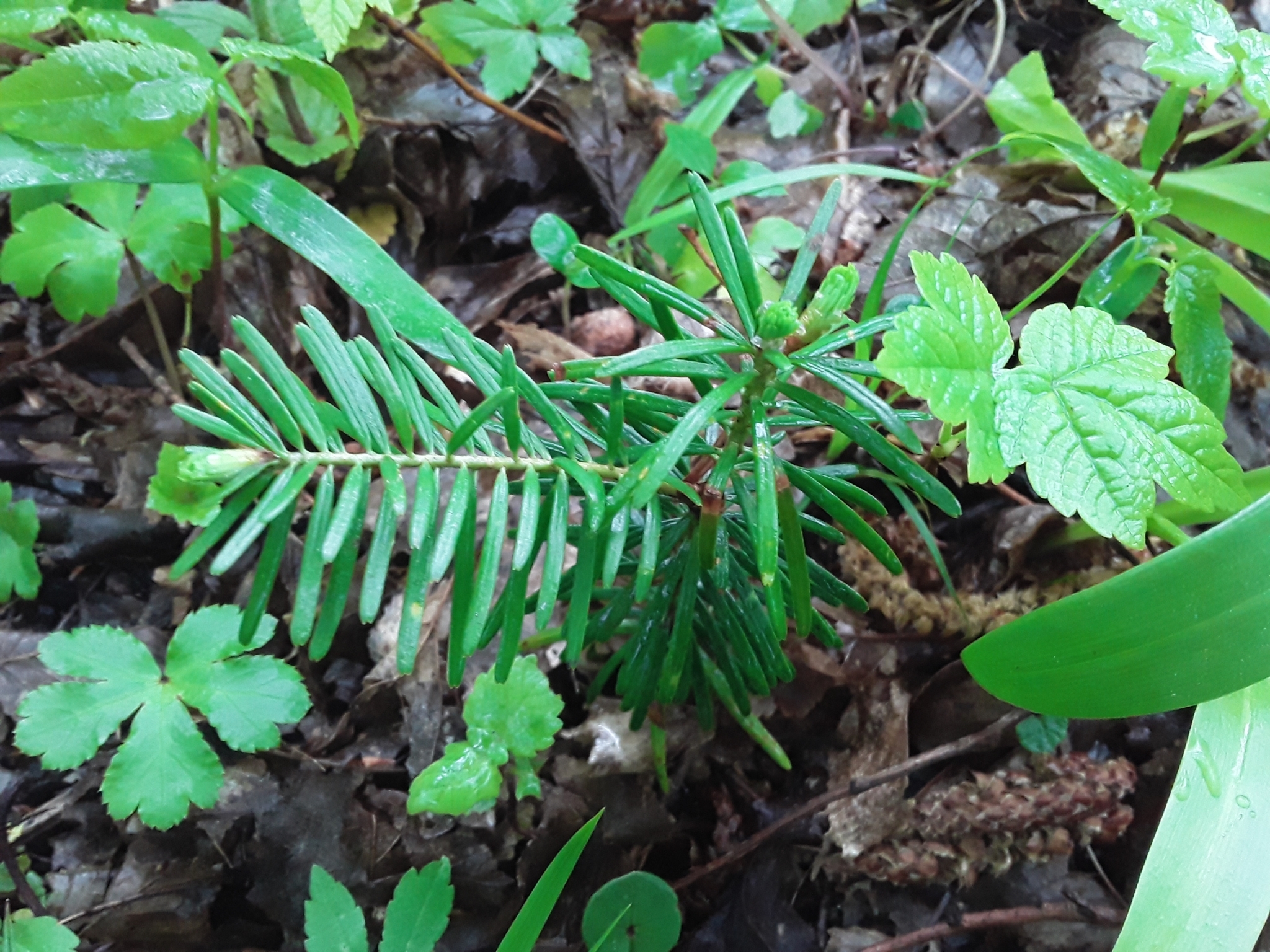 Abies nordmanniana (Steven) Spach