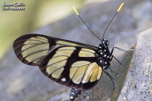 Patia orise · Naturalista Costa Rica