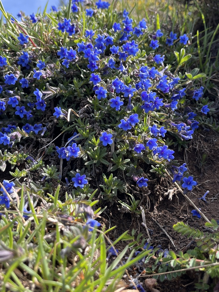 creeping gromwell from León, ES-CL, ES on May 8, 2023 at 12:41 PM by ...