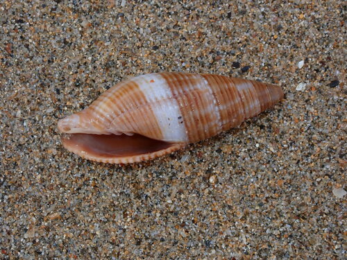 Quasimitra variabilis · NaturaLista Colombia