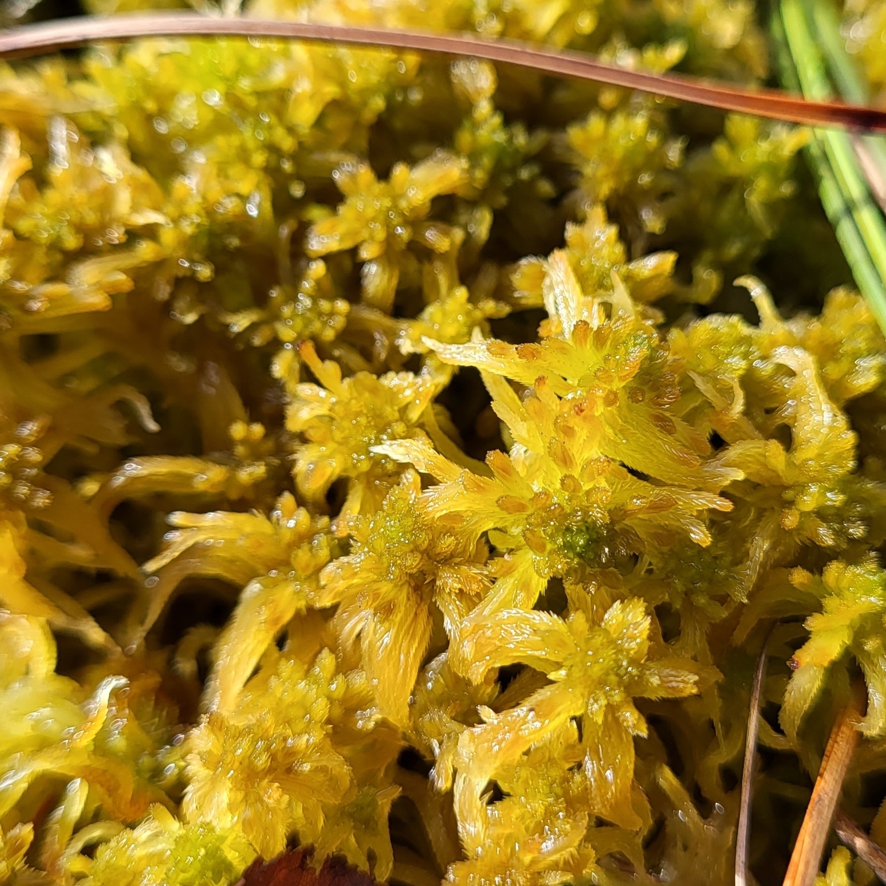 Sphagnum fallax Klinggräff, 1881