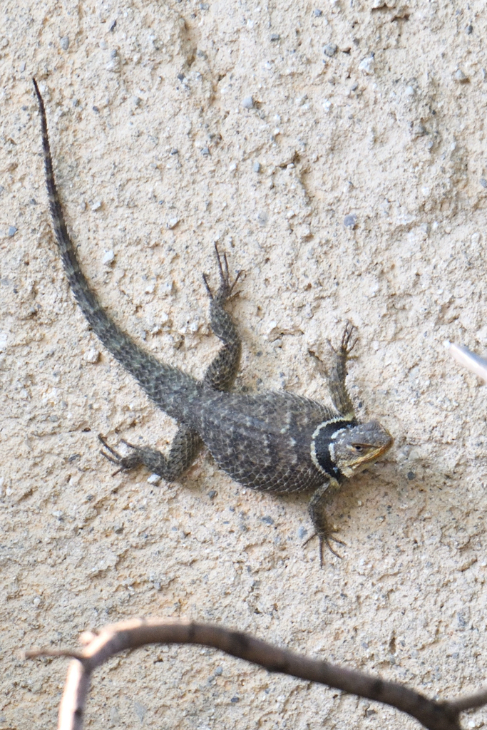 Blue Spiny Lizard from Bustamante, N.L., México on May 07, 2023 at 08: ...