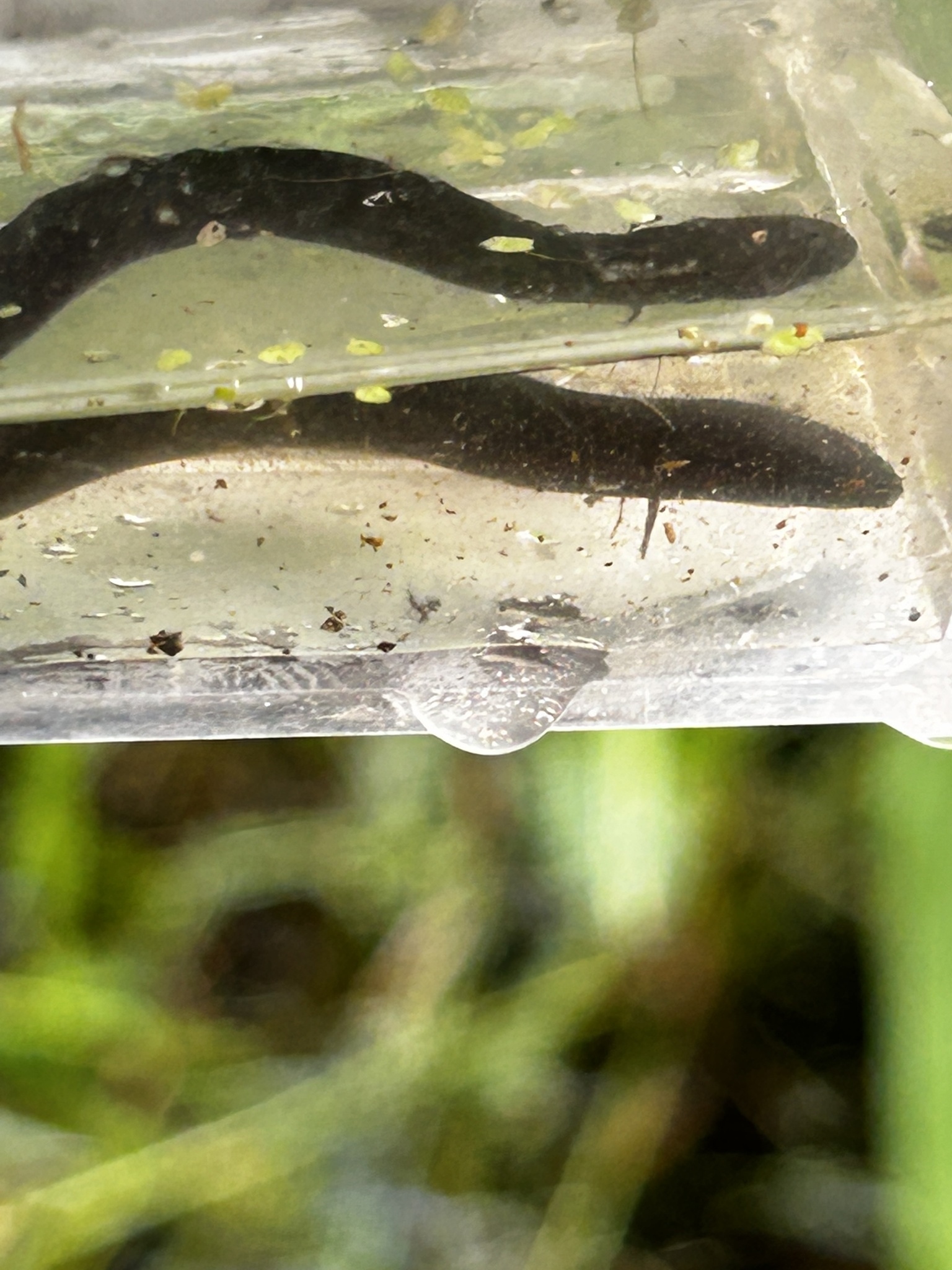 Amphiuma means Garden, 1821