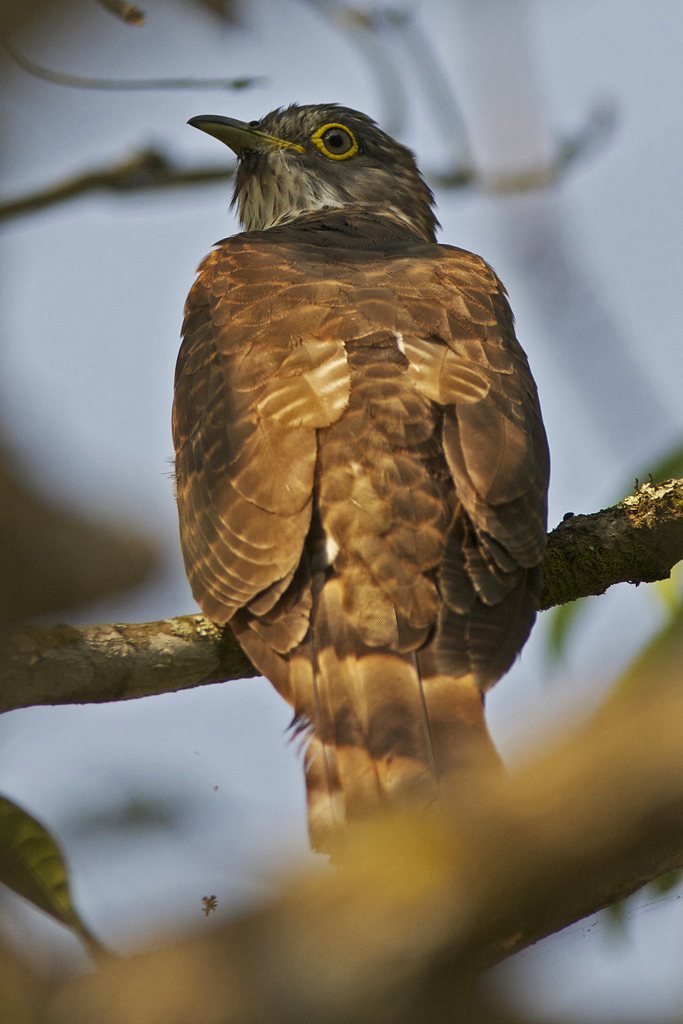 Large Hawk-Cuckoo (Hierococcyx sparverioides) - Avian Discovery