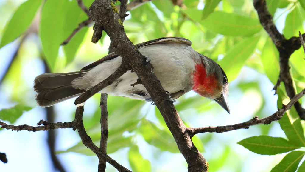 Rose-throated Becard from Bustamante, N.L., México on May 07, 2023 at ...