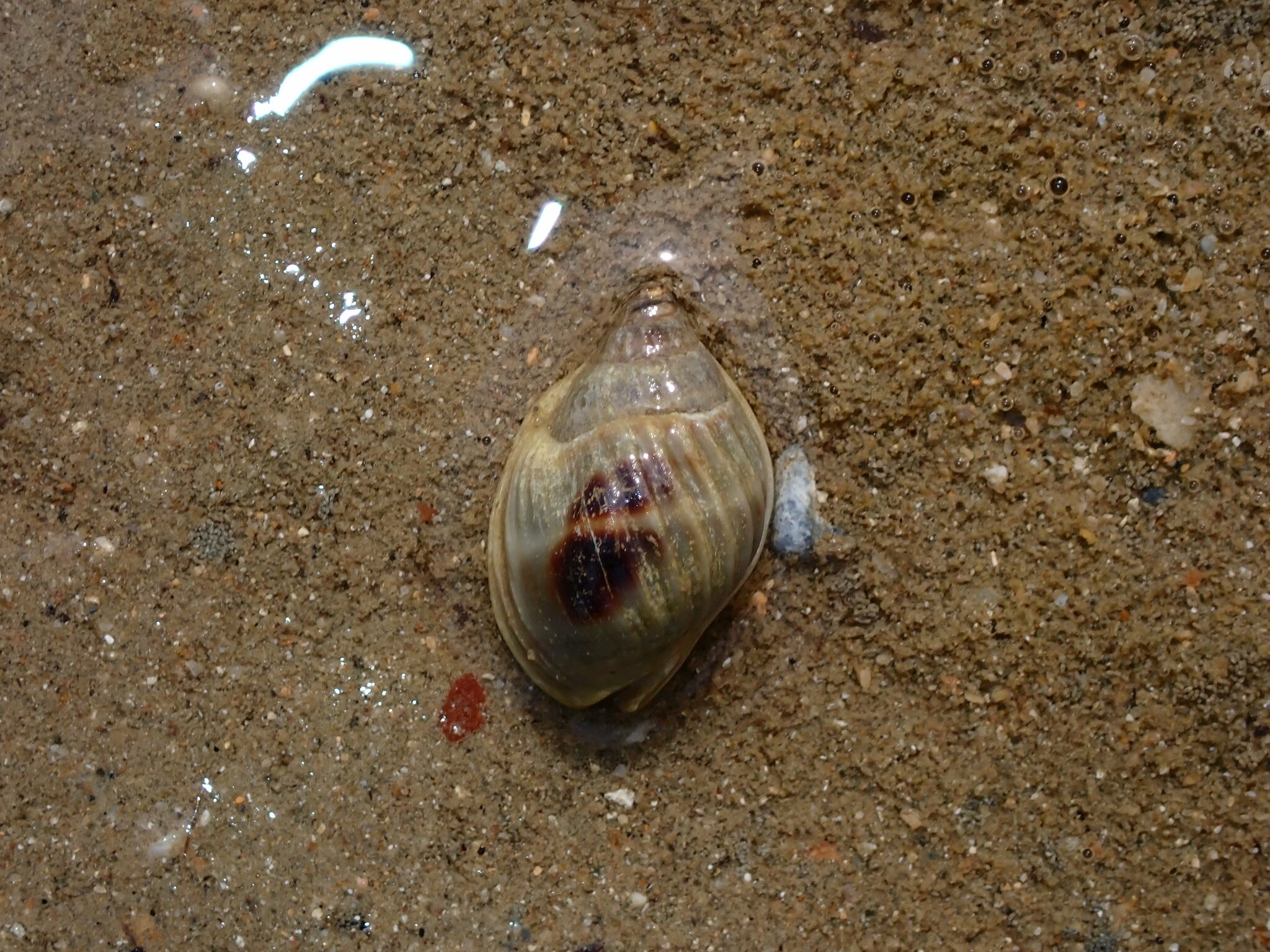 Nassarius pullus (Linnaeus, 1758)