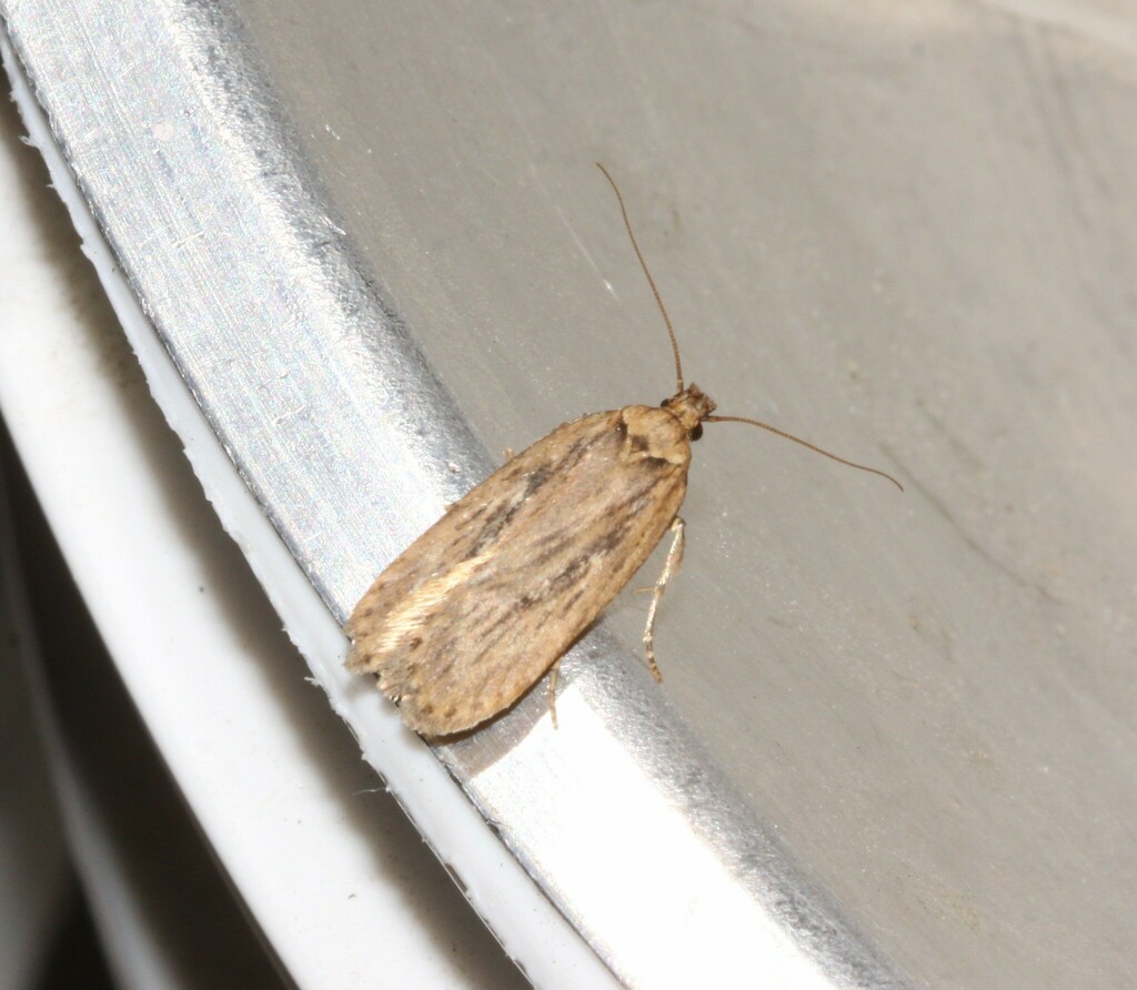 Parsnip Webworm from Parc régionale de la rivière Métis on May 05, 2023 ...