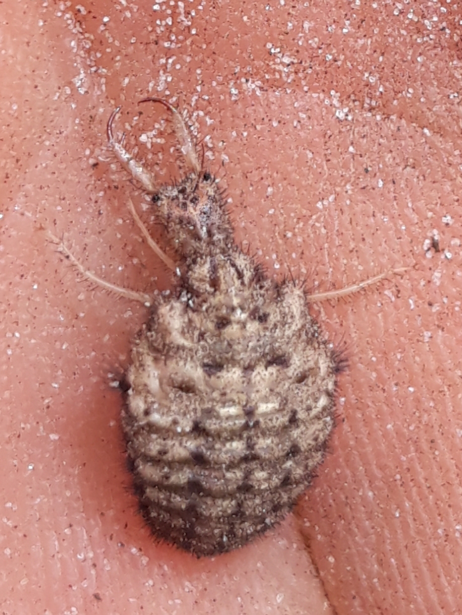 Euroleon nostras (Geoffroy, 1785)