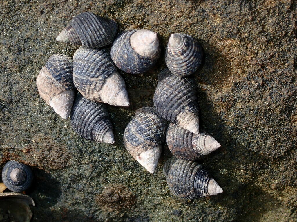 Tropical Periwinkle from Fraser Coast, QLD, Australia on May 07, 2023 ...