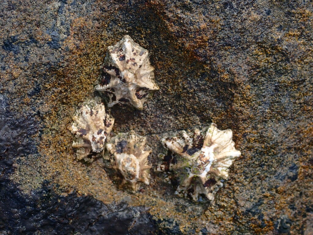 Patelloida saccharina from Fraser Coast, QLD, Australia on May 07, 2023 ...