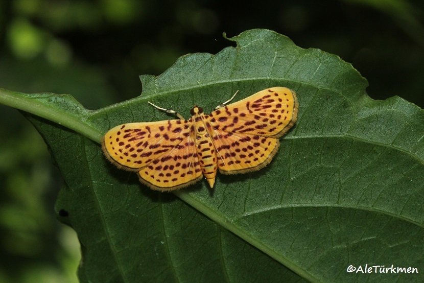Red-Spotted Sweetpotato Moth from La Bajada, Nay., México on November 2 ...