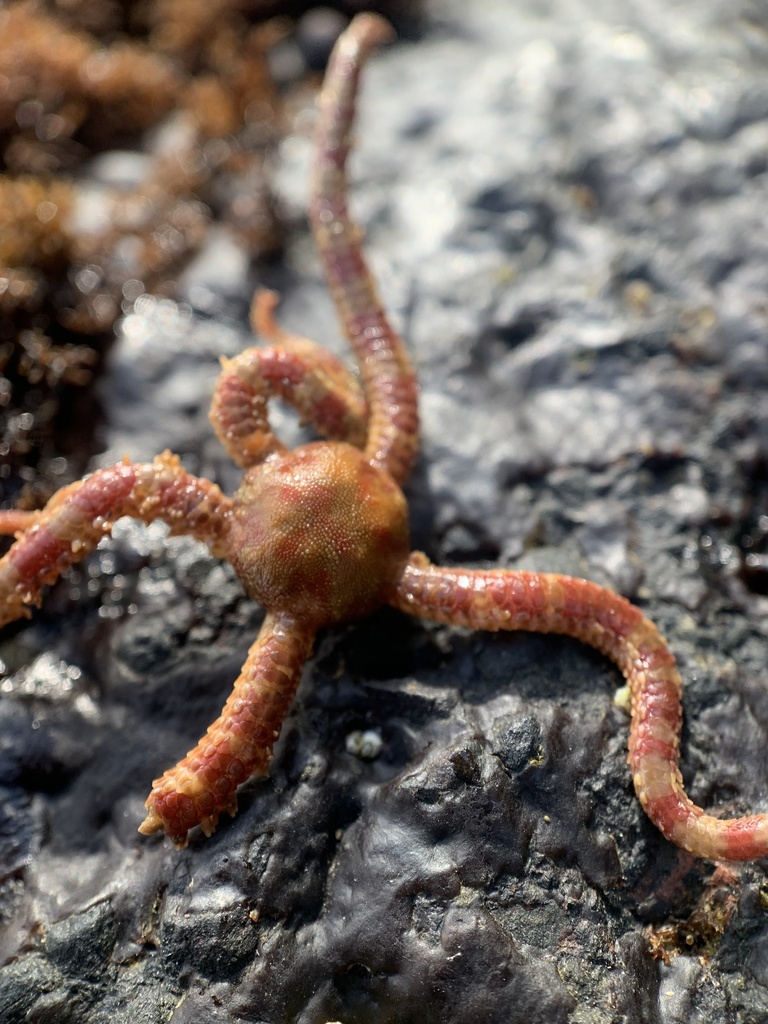 Ophiopholis from Strait of Juan de Fuca, WA, US on May 8, 2023 at 09:53 ...