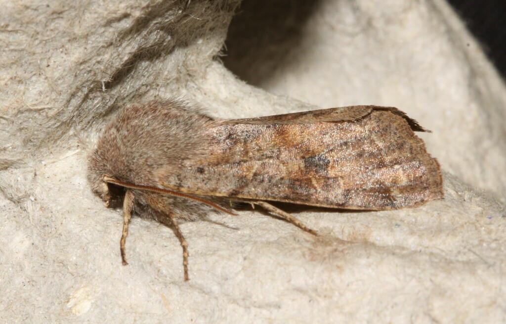 Speckled Green Fruitworm Moth from Parc régionale de la rivière Métis ...