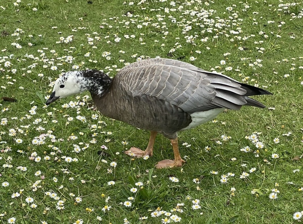 Bar-headed × Canada Goose from Bel-Air, 75012 Paris, France on May 8 ...