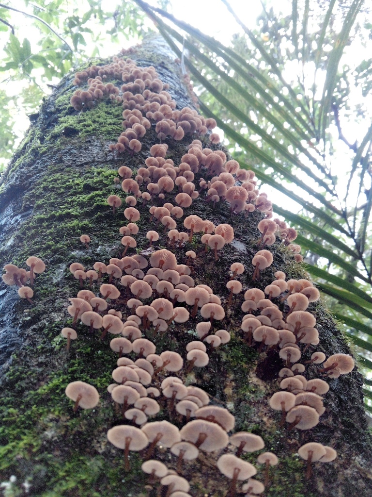 Omphalotaceae from Pukenui Forest, Whangārei, New Zealand on May 01 ...