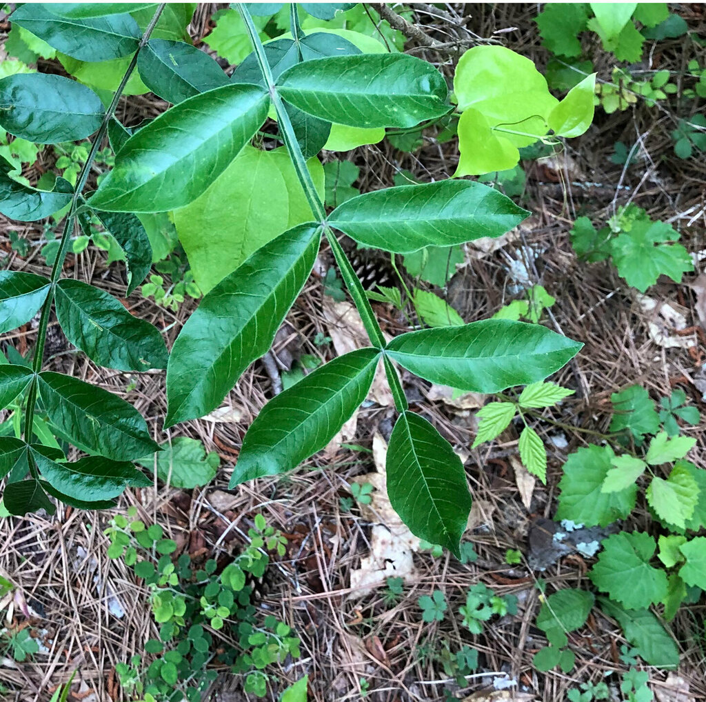 shining sumac from Winder, GA 30680, USA on April 24, 2023 by Joan ...