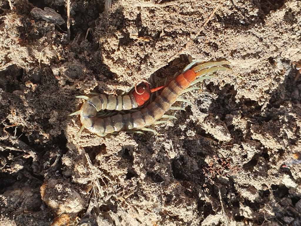 Red-headed Centipede from Aldoga QLD 4694, Australia on May 9, 2023 at ...