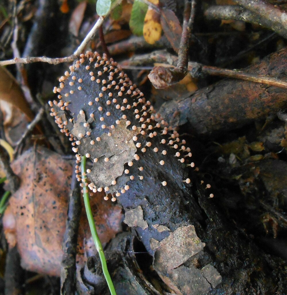 true slime molds from paraje Entre Rios, Chubut, Argentina on May 08 ...