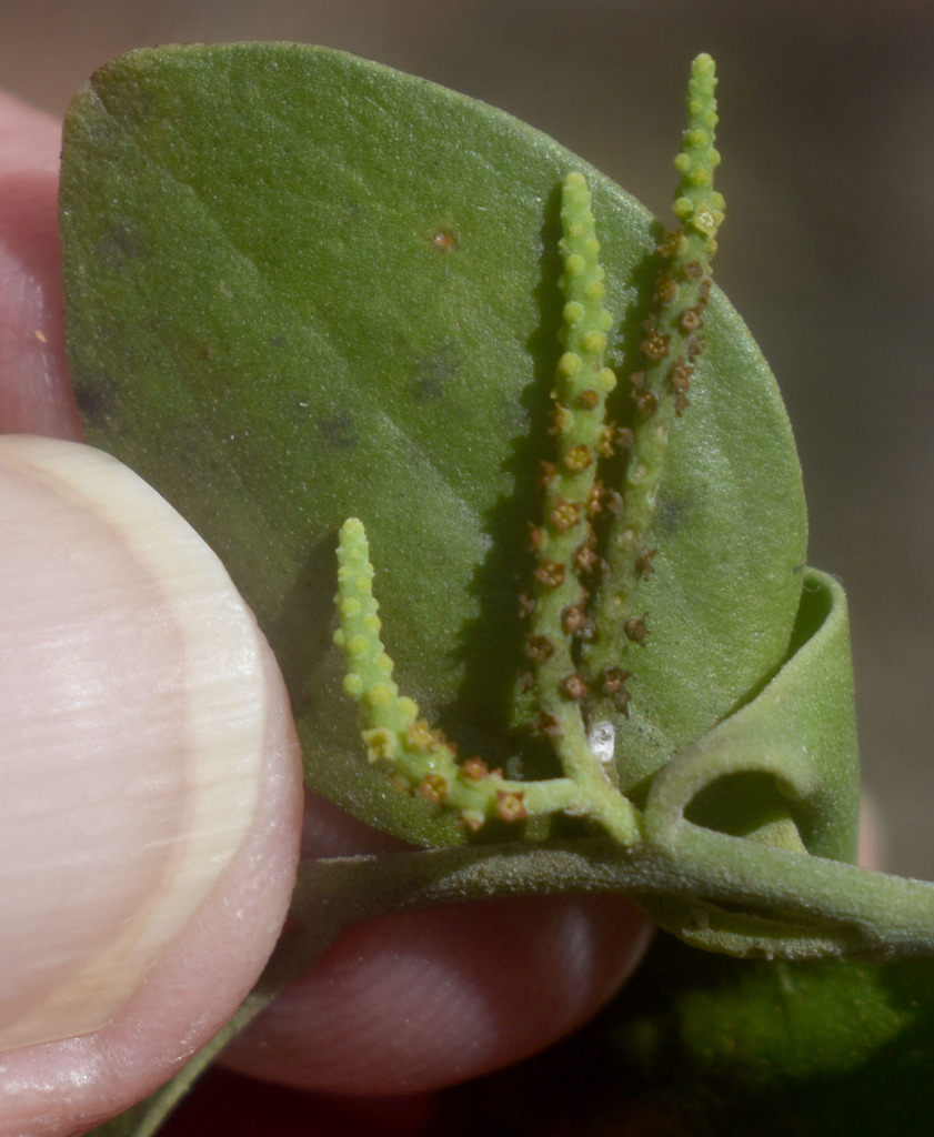 Broad Leaved Native Cherry from Cairns QLD, Australia on April 9, 2023 ...