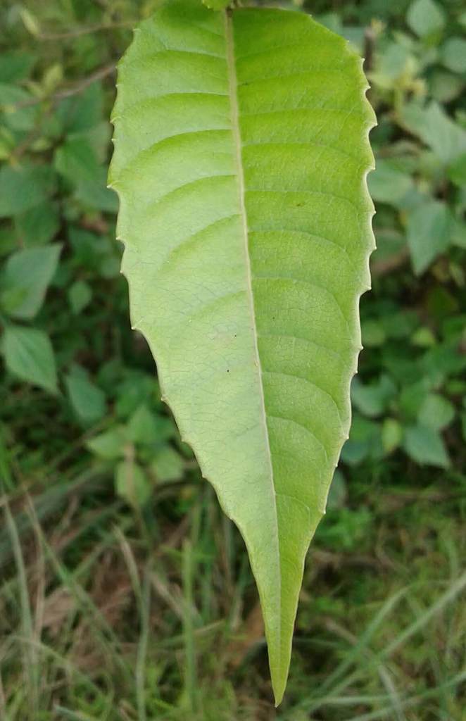 Bhogate (Large Leaf Maesa) (Flora of Chandragiri) · iNaturalist