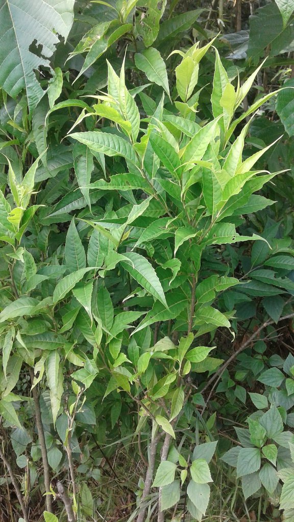 Bhogate (Large Leaf Maesa) (Flora of Chandragiri) · iNaturalist