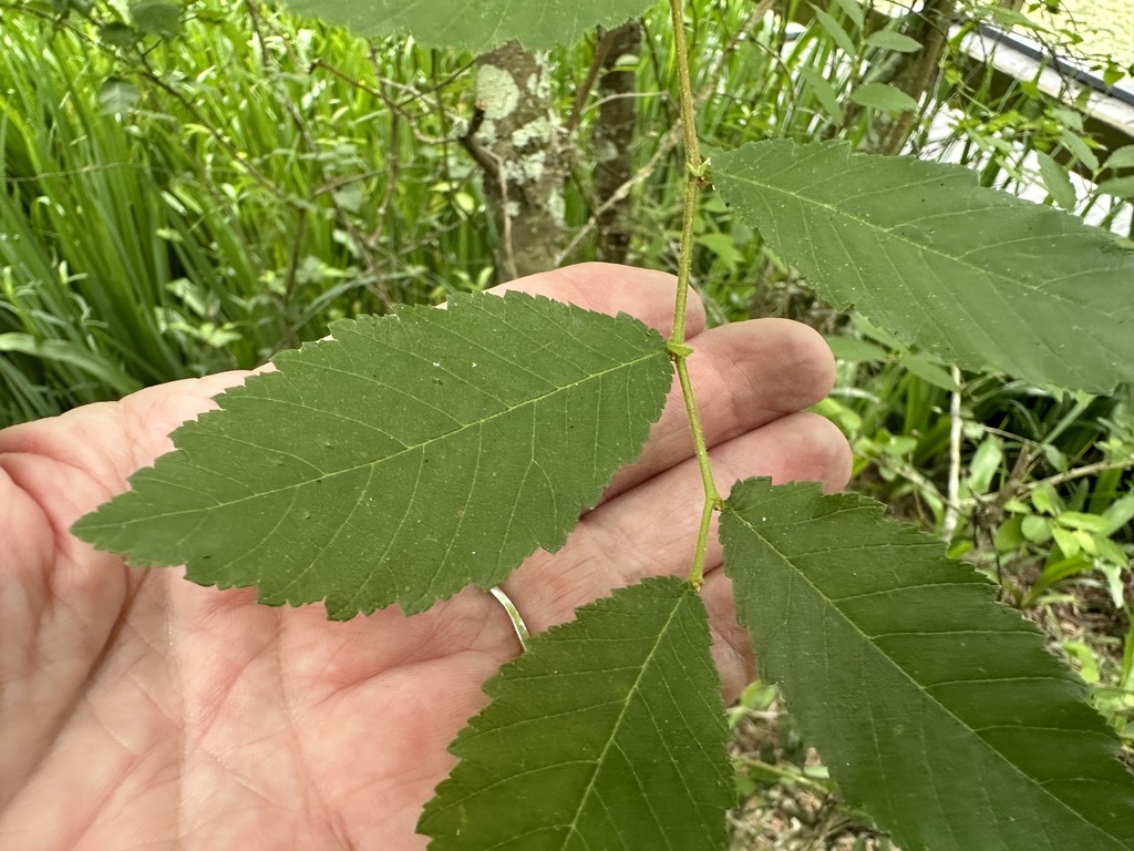 Winged Elm from Pasadena, TX, USA on May 06, 2023 at 10:43 AM by Susie ...