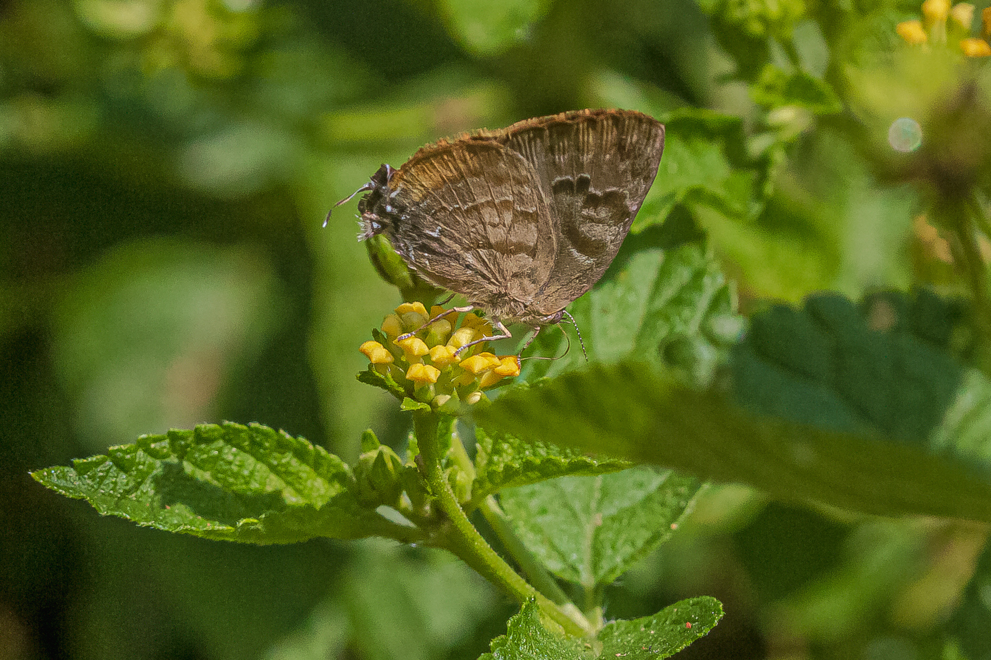 Rekoa palegon (Cramer, 1780)