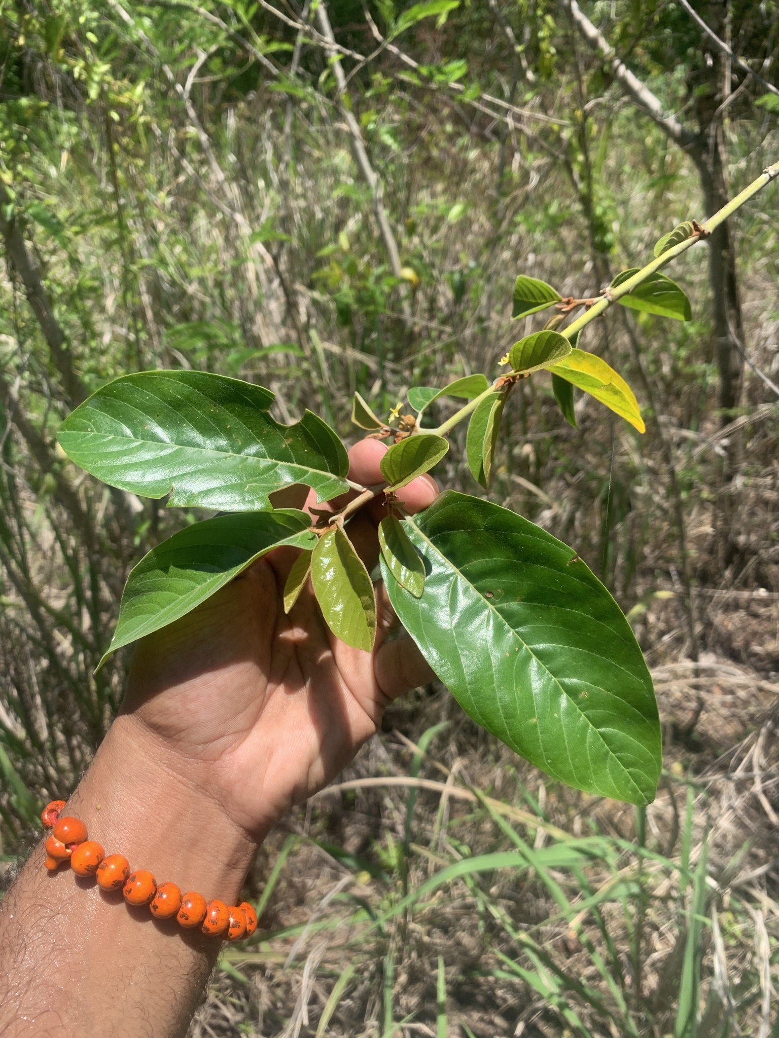 Colubrina arborescens (Mill.) Sarg.