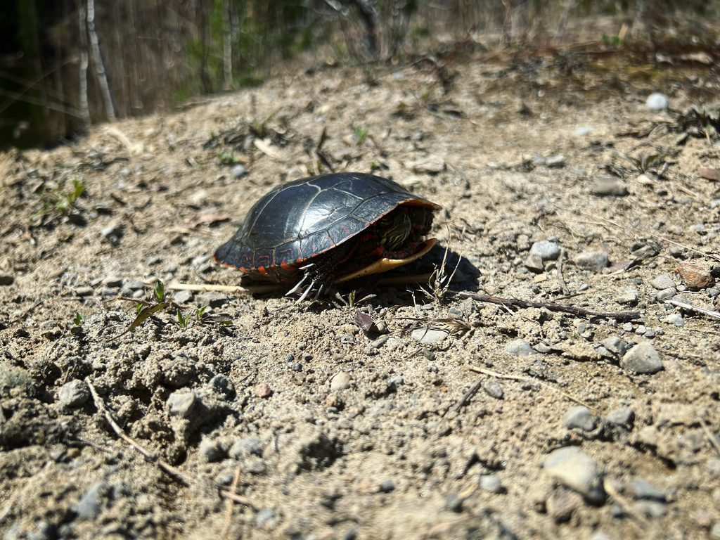 Midland Painted Turtle from County Road 27, Elizabethtown-Kitley, ON ...