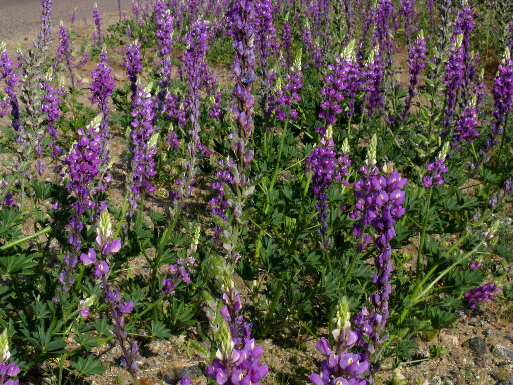 Arizona lupine (Southern California) · iNaturalist