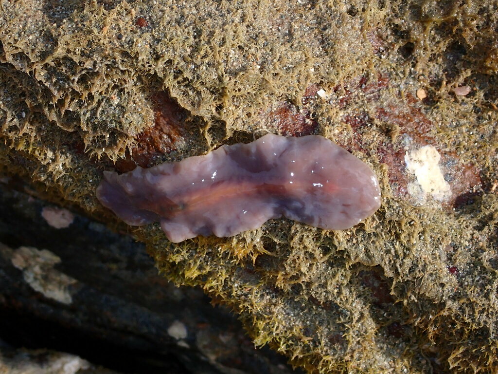 Polyclad Flatworms from Fraser Coast, QLD, Australia on May 07, 2023 at ...