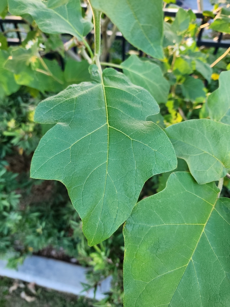 Turkey Berry from Grange QLD 4051, Australia on May 9, 2023 at 06:56 AM ...