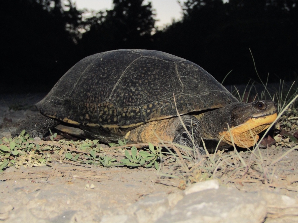 Blanding's Turtle in June 2020 by Aly Hoover · iNaturalist
